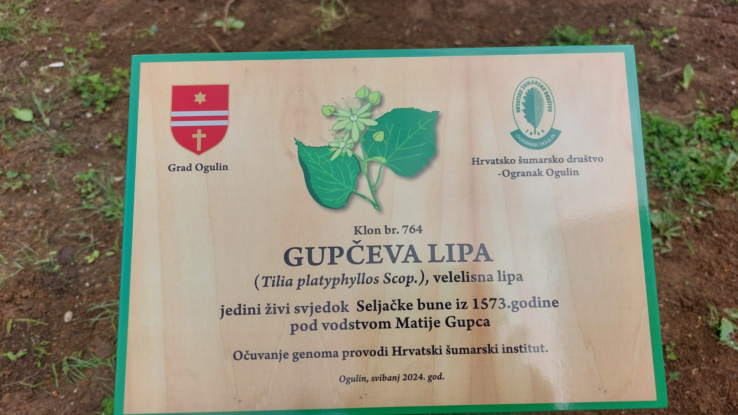 U Ogulinu posađen klon Gupčeve lipe - Grad Ogulin